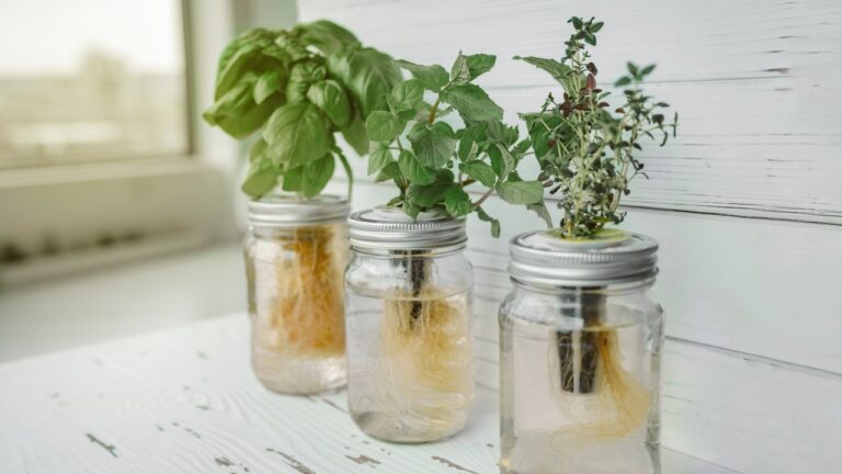 Vad är en hydroponisk odling och såhär gör du - Ekoappen